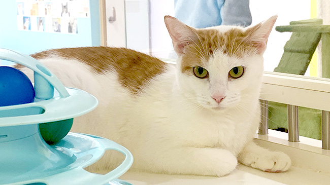 今日のほごにゃんこ にひゃくきゅうかいめ│ケムール