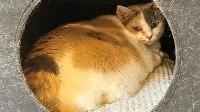 今日のほごにゃんこ よんひゃくよんじゅっかいめ│ケムール