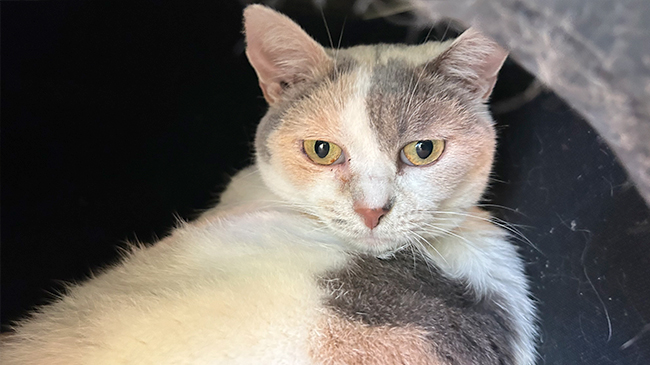 今日のほごにゃんこ よんひゃくよんじゅっかいめ│ケムール