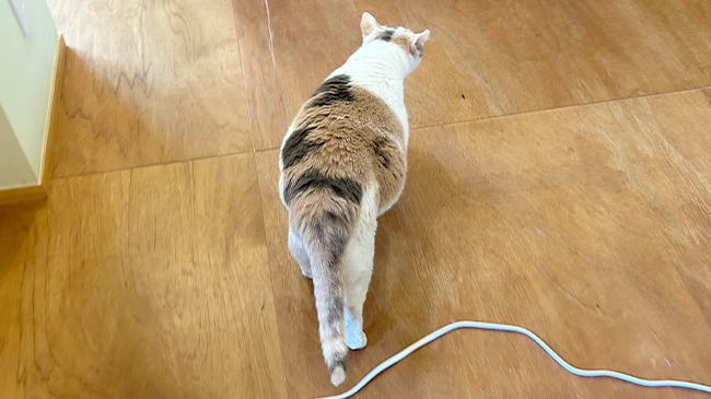 今日のほごにゃんこ よんひゃくよんじゅっかいめ│ケムール