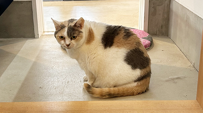 今日のほごにゃんこ よんひゃくよんじゅっかいめ│ケムール