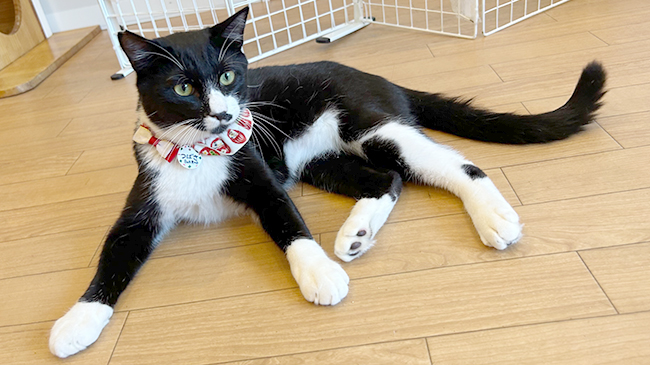 今日のほごにゃんこ ごひゃくろくじゅうさんかいめ│ケムール